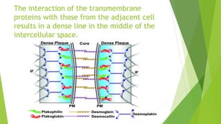 Desmosomes & hemidesmosomes | PPTX