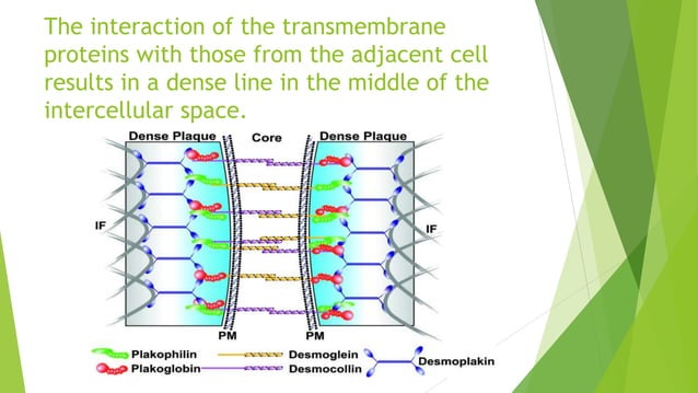 Desmosomes & hemidesmosomes | PPTX | Biological Sciences | Science