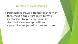 Desmosomes & hemidesmosomes | PPTX