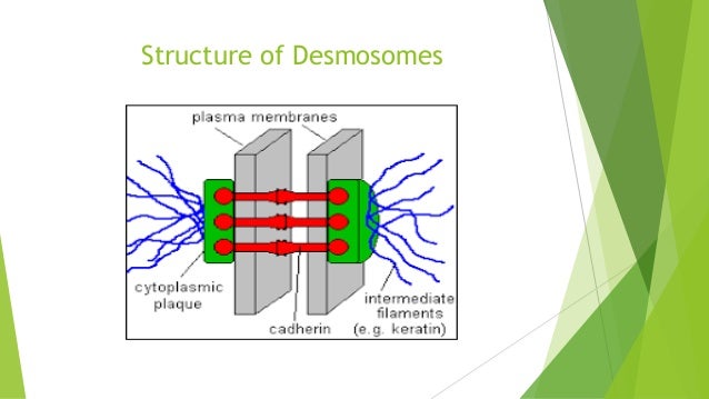 Desmosomes & hemidesmosomes