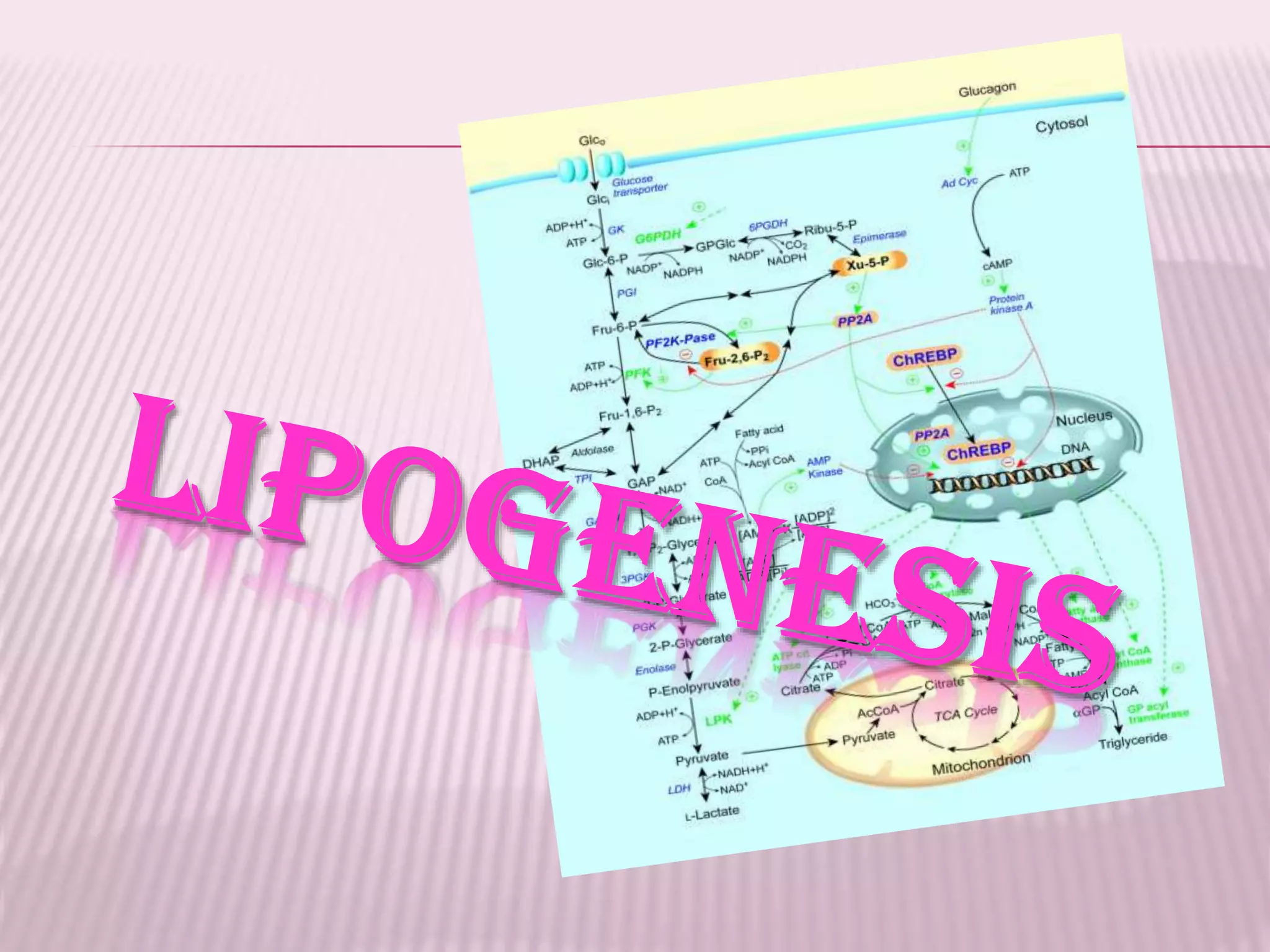 Lipogenesis (Fatty Acid Biosynthesis) | PPTX