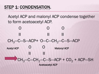 Lipogenesis (Fatty Acid Biosynthesis) | PPTX | Chemistry | Science