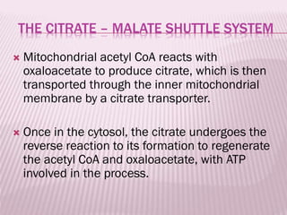 Lipogenesis (Fatty Acid Biosynthesis) | PPTX