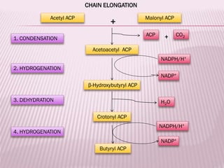 Lipogenesis