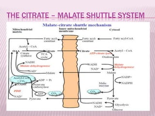 Citrate Shuttle Fatty Acid Synthesis