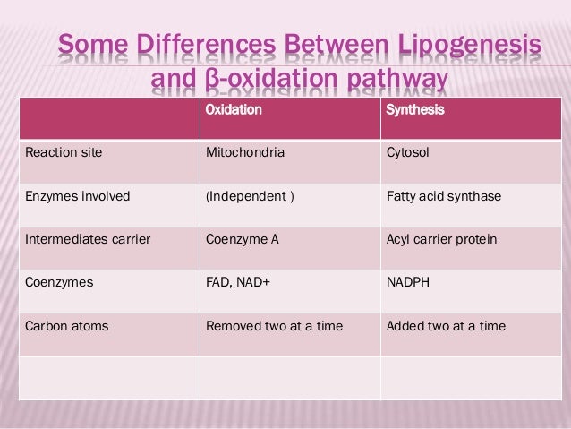 Lipogenesis (Fatty Acid Biosynthesis)