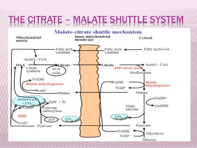 Lipogenesis (Fatty Acid Biosynthesis)