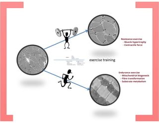 De spier als metabool orgaan- Marco Mensink | PDF