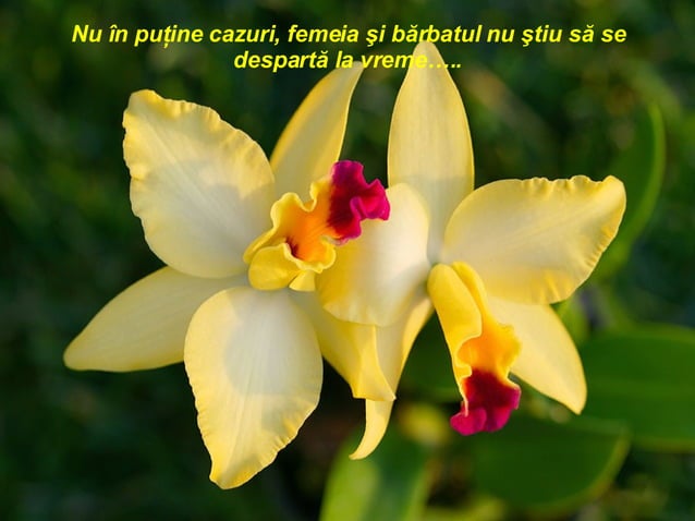Despre Viata | PPT