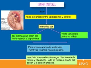 Desprendimiento de placenta previa | PPTX