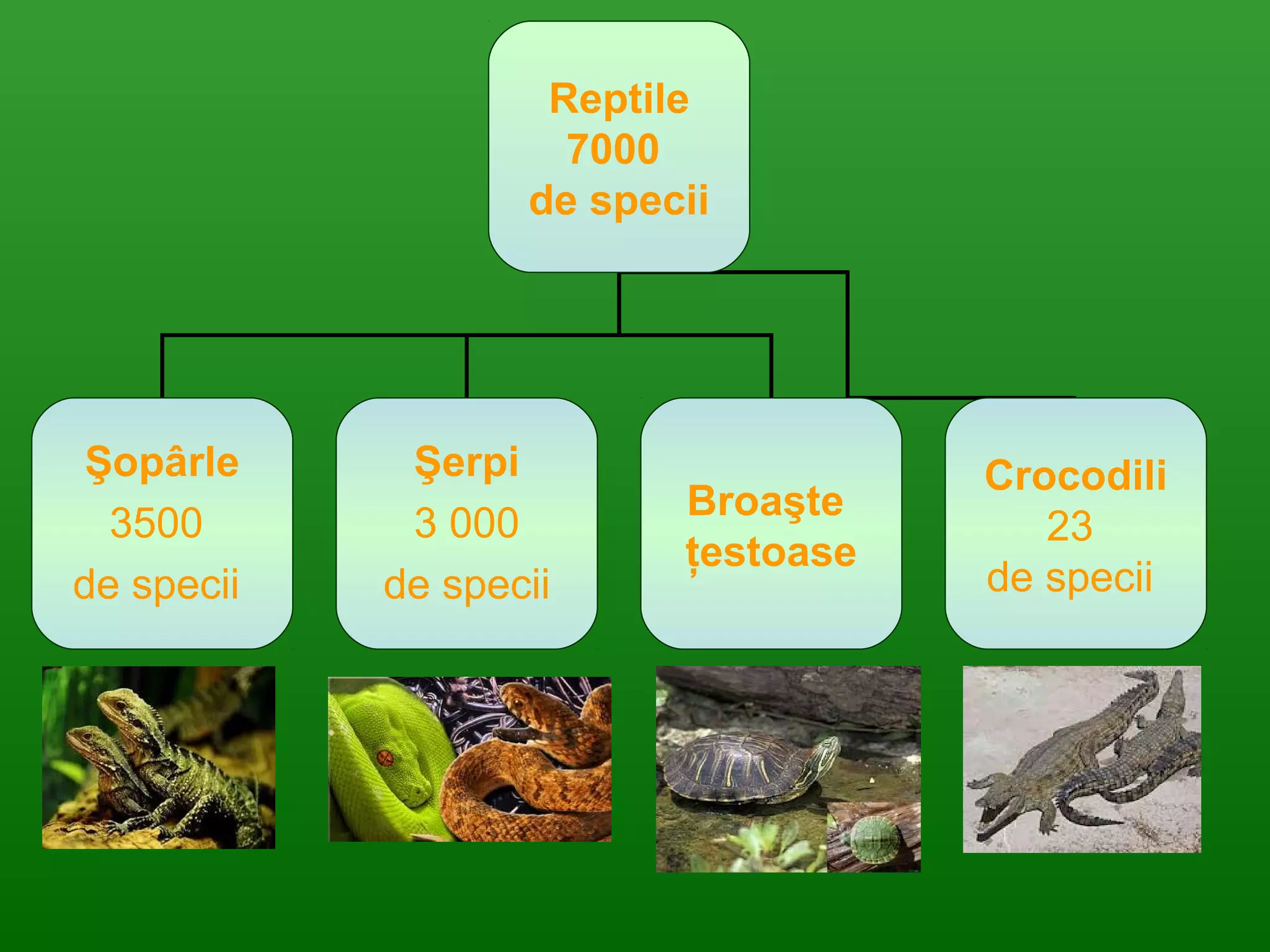 Despre reptile | PPT
