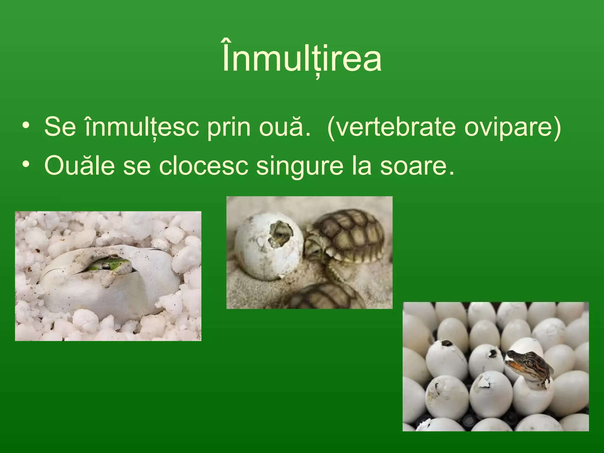 Despre reptile | PPT