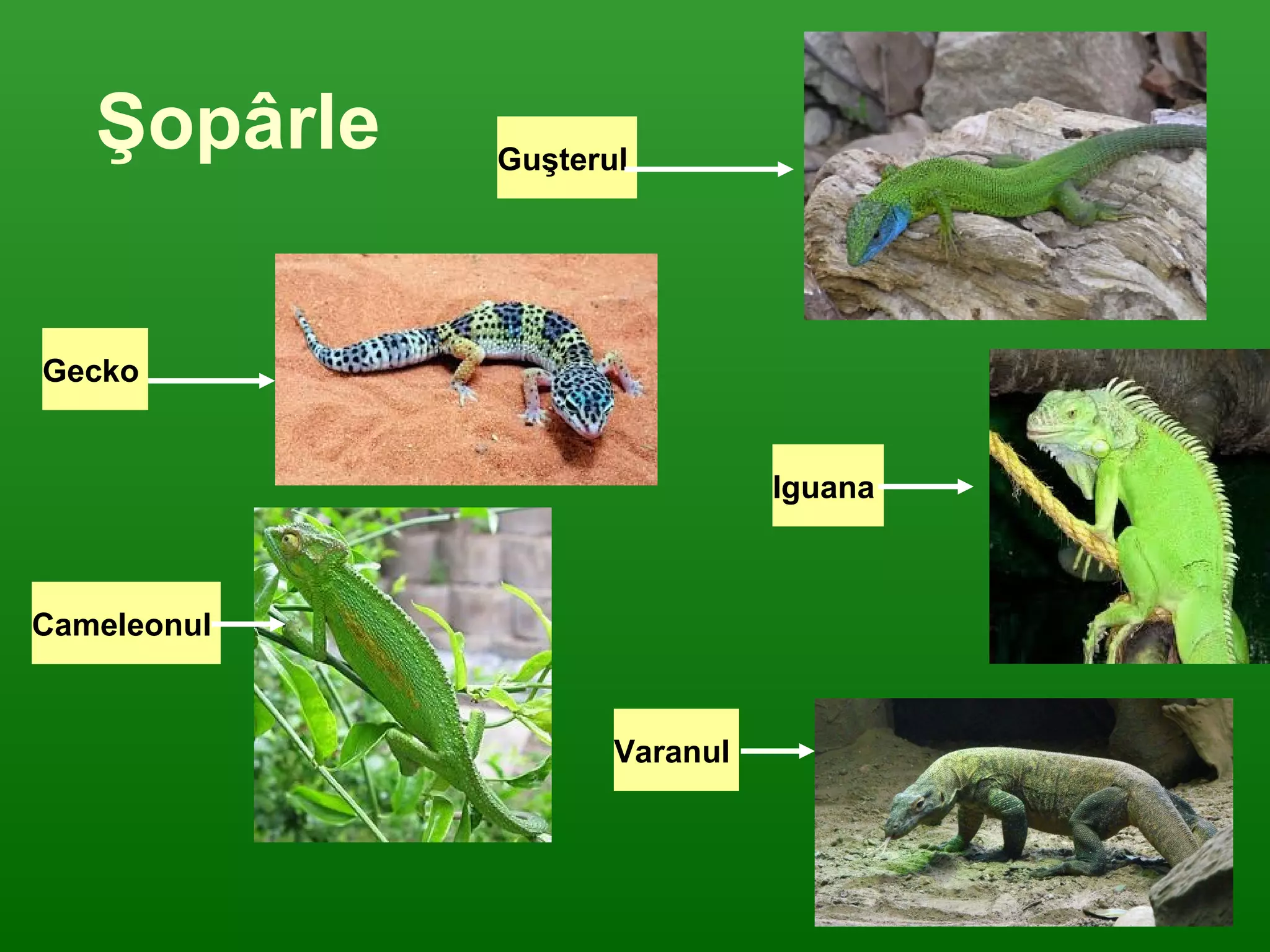 Despre reptile | PPT