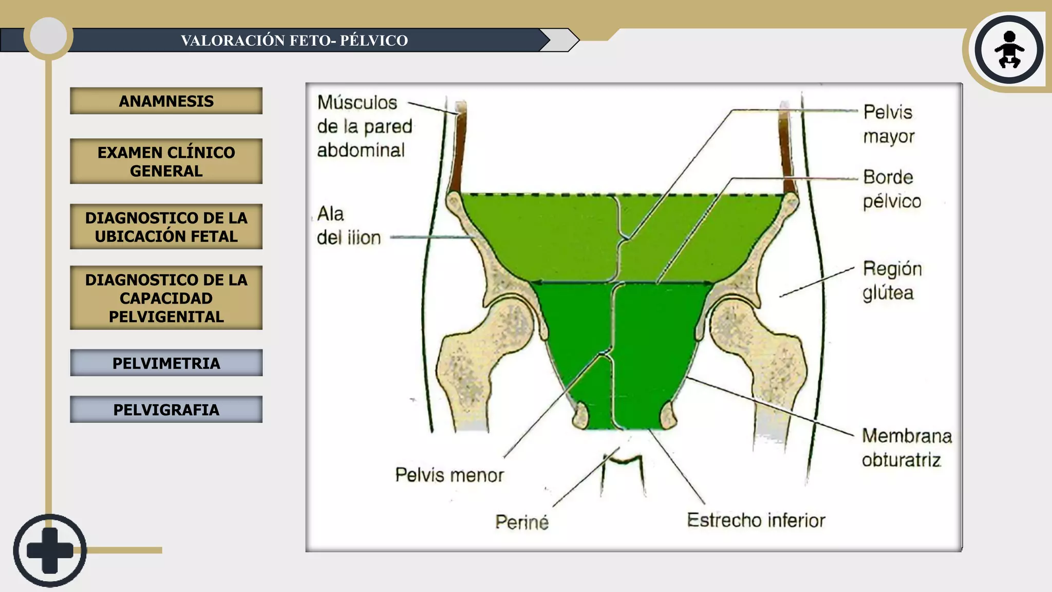 DESPROPORCION CEFALO PELVICA. | PPTX