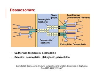 Desquamative gingivitis 5th seminar | PPTX