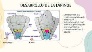 DESARROLLO DEL SISTEMA RESPIRATORIO .pptx