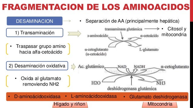 Destino de los aminoacidos, grupo amino y residuo desaminado