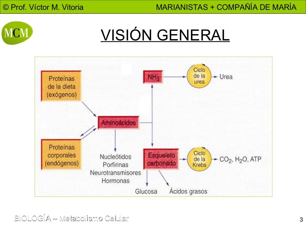 CATABOLISMO DE LOS AMINOÁCIDOS