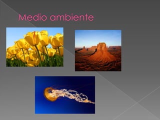 Destruccion del medio ambiente | PPTX | Environment | Science