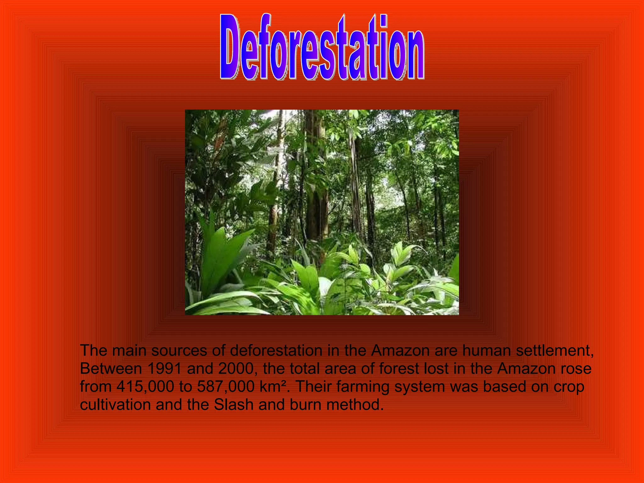 destruction of rainforest | PPT