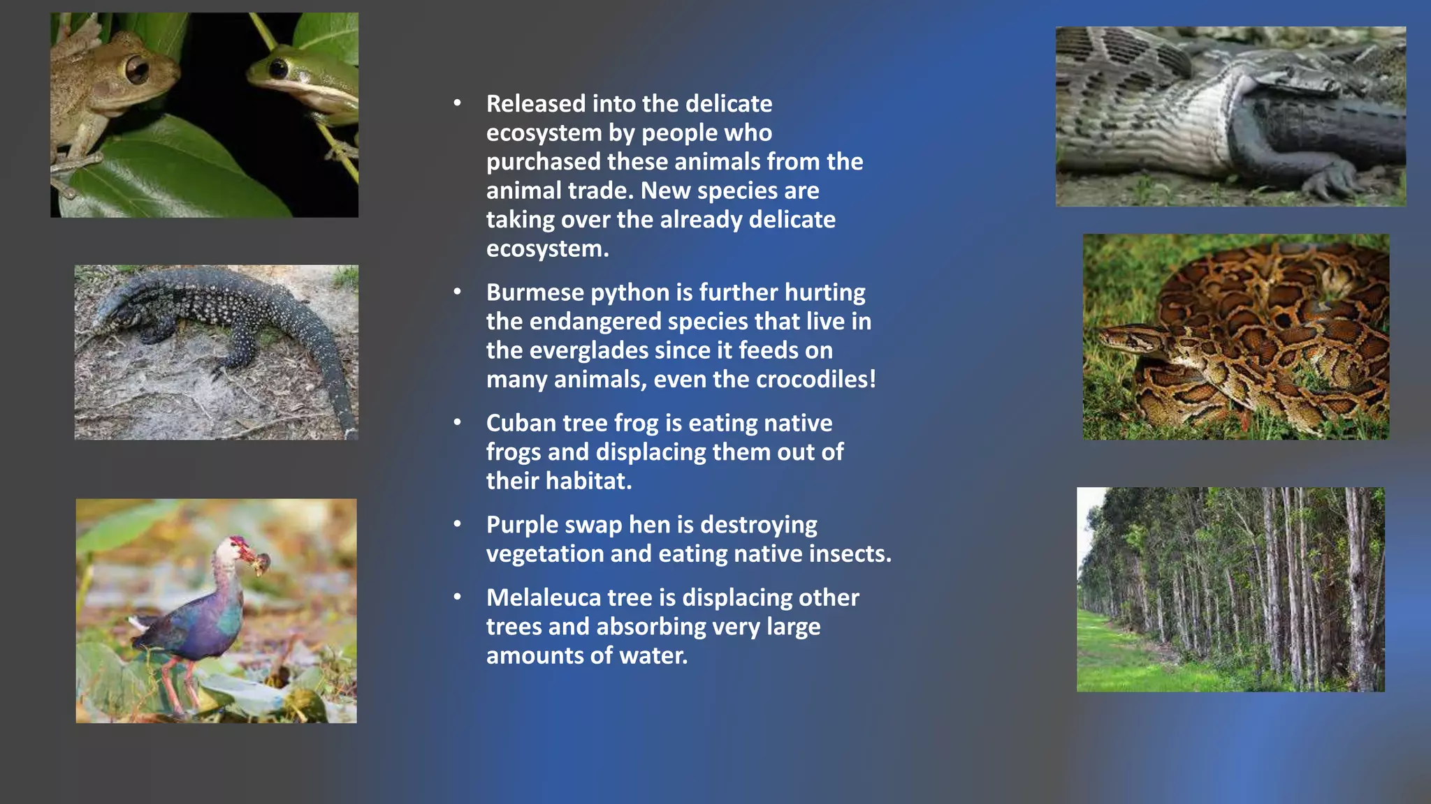 Destruction of the everglades | PPT
