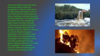 Destruction of the everglades | PPTX