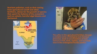 Destruction of the everglades | PPTX
