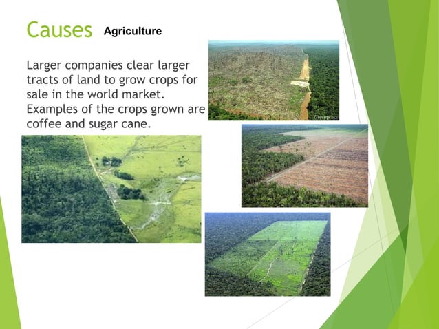 Destruction of tropical rainforests | PPT