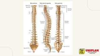 DESVIOS POSTURAIS DA COLUNA VERTEBRAL 0001.pptx
