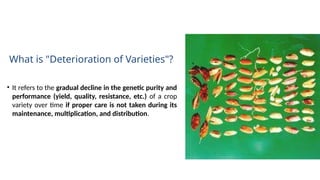 Deterioration of varieties (Quality Seed Production).pptx