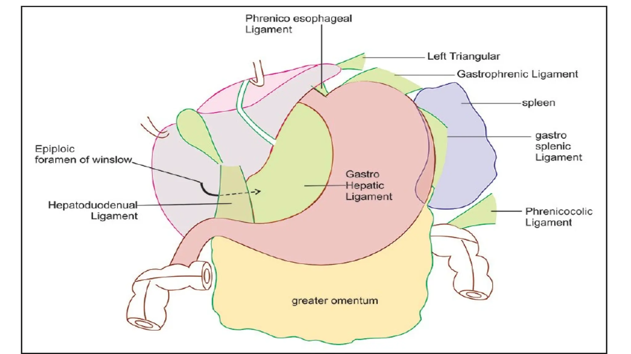 DETAILDE ANATOMY OF LIVER WITH CLINICAL CORRELATES.pptx
