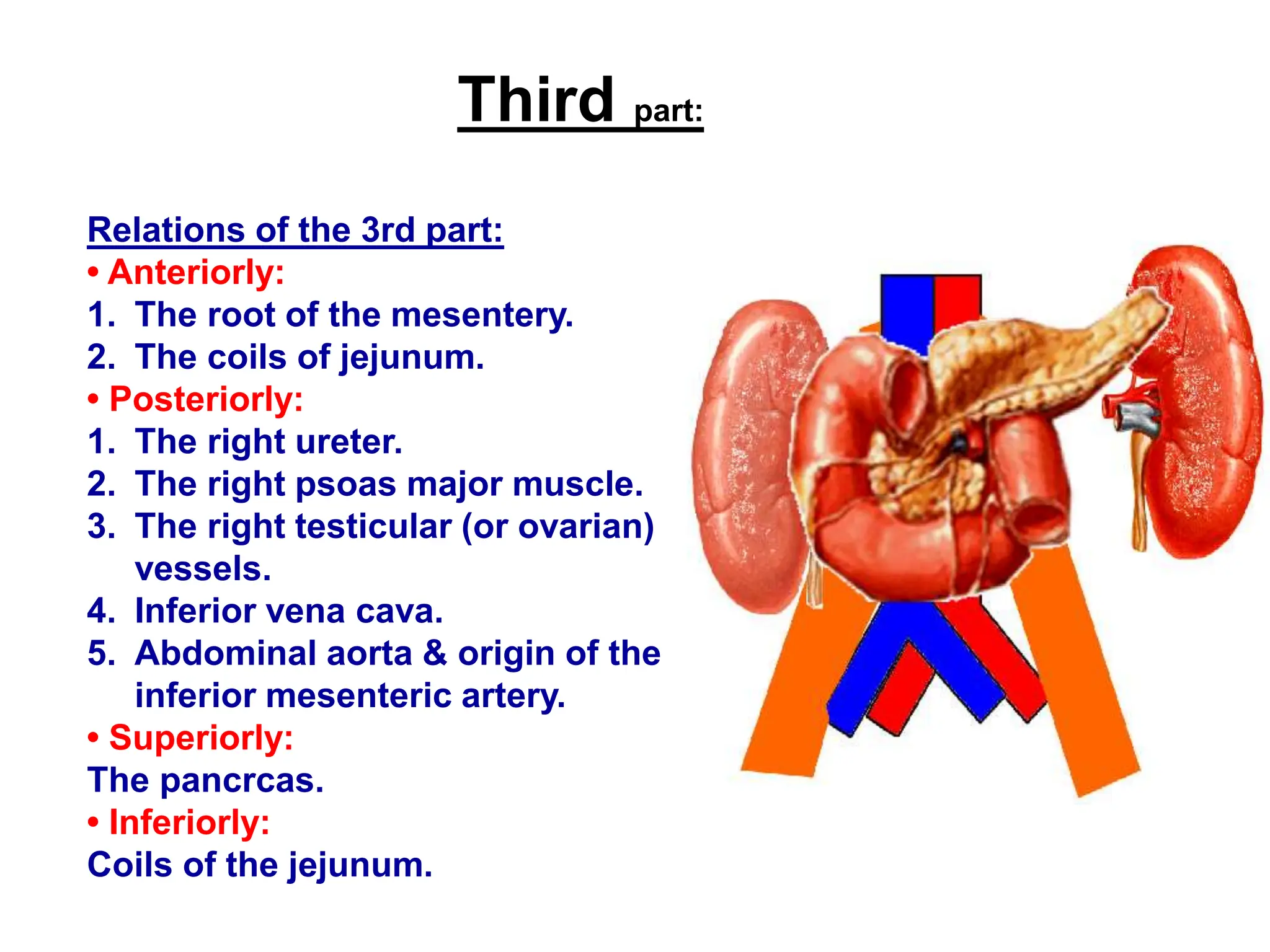 DETAILED ANATOMICAL FEATURES OF DUODENUM.ppt