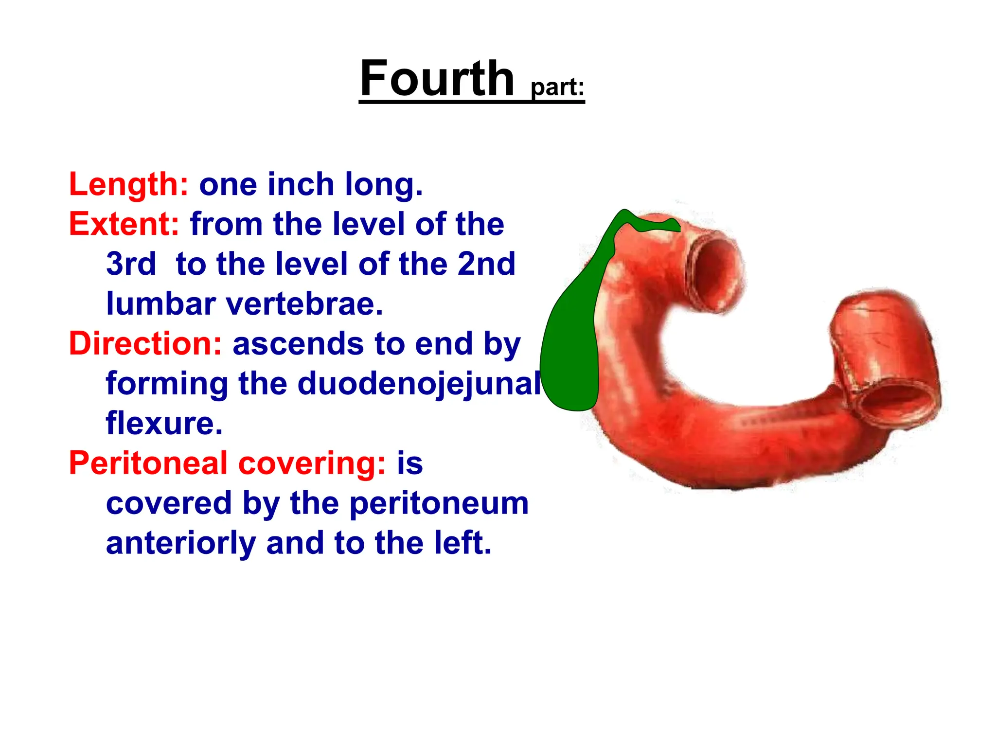 DETAILED ANATOMICAL FEATURES OF DUODENUM.ppt