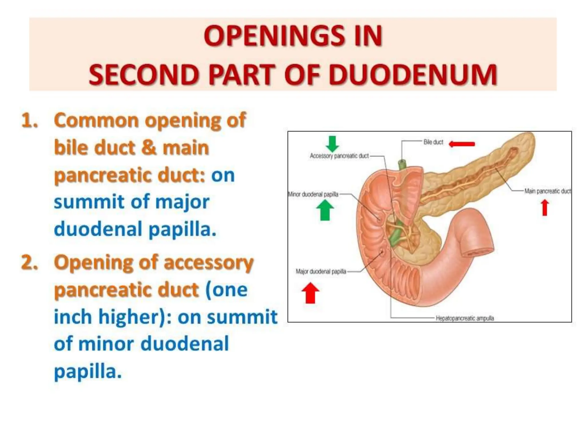 DETAILED ANATOMICAL FEATURES OF DUODENUM.ppt