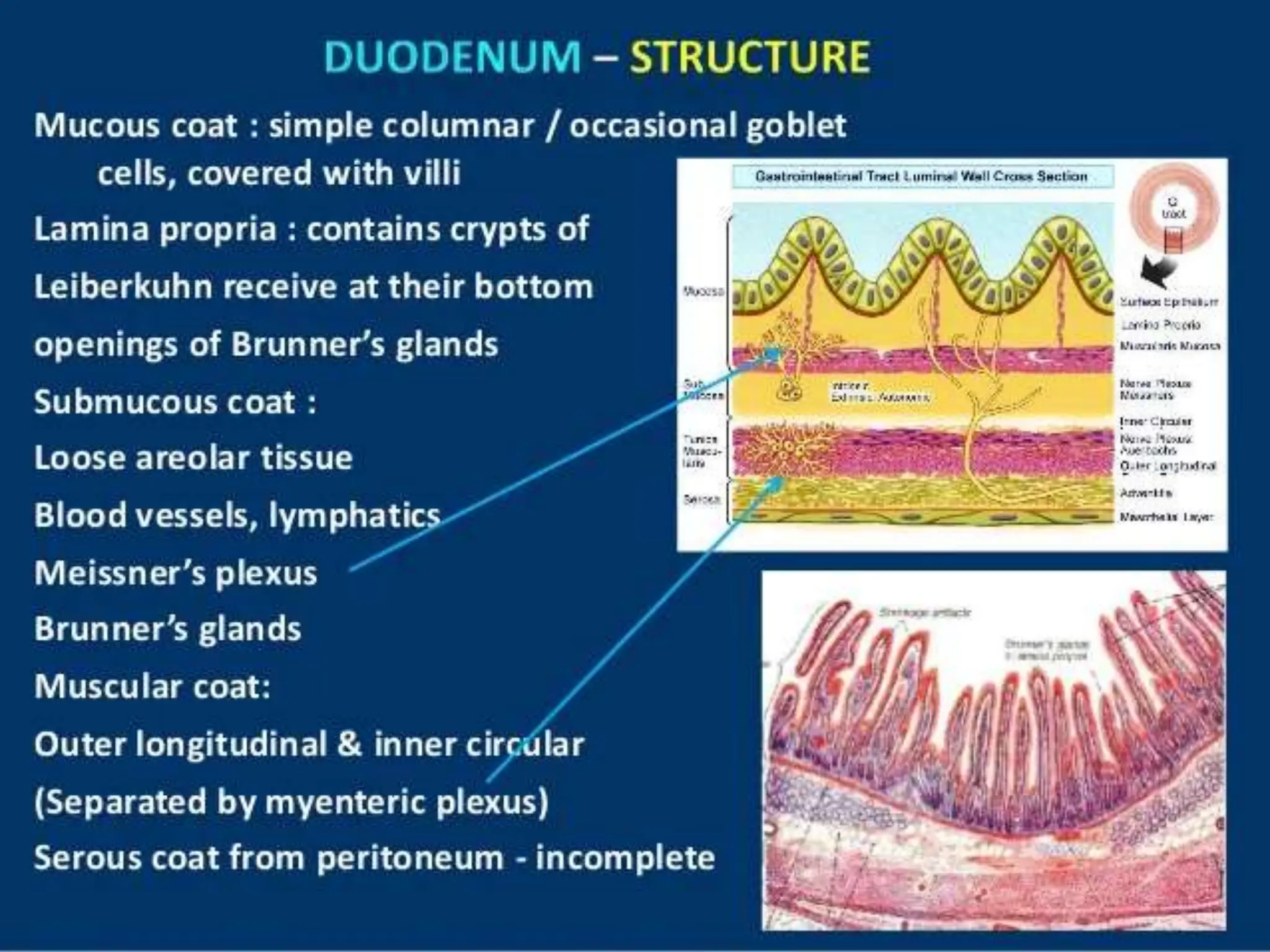 DETAILED ANATOMICAL FEATURES OF DUODENUM.ppt