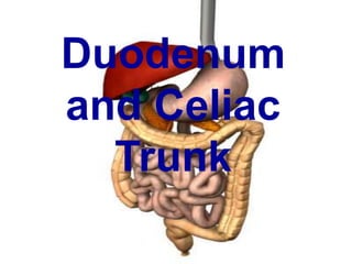 DETAILED ANATOMICAL FEATURES OF DUODENUM.ppt