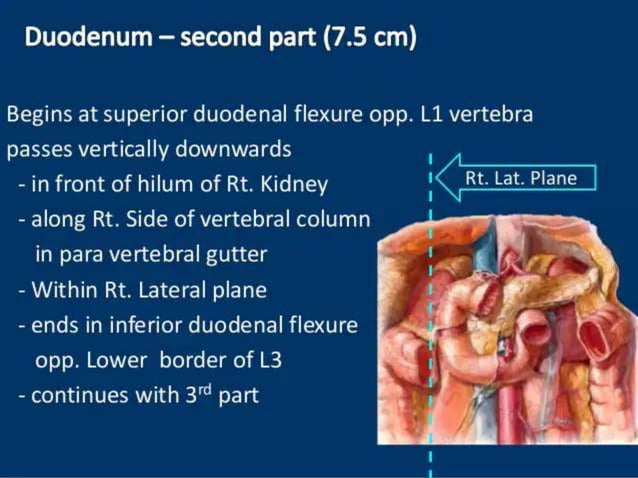 DETAILED ANATOMICAL FEATURES OF DUODENUM.ppt