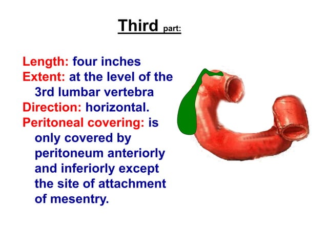 DETAILED ANATOMICAL FEATURES OF DUODENUM.ppt | Pregnancy | Reproductive ...