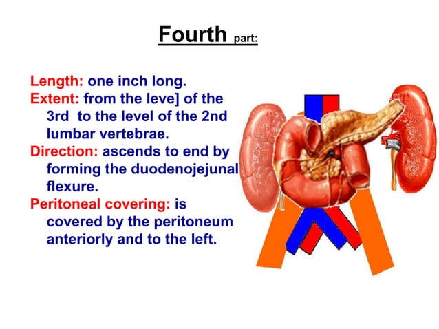 DETAILED ANATOMICAL FEATURES OF DUODENUM.ppt | Pregnancy | Reproductive ...