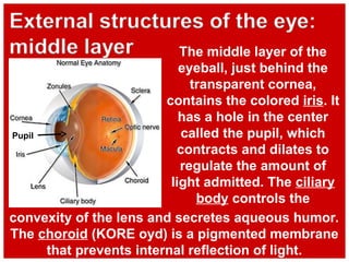 DETAILED ANATOMY OF EYES AND EARS WITH IMAGES | PPT
