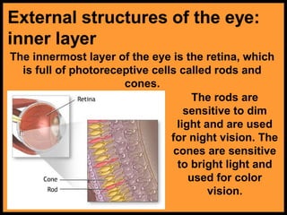 DETAILED ANATOMY OF EYES AND EARS WITH IMAGES | PPT