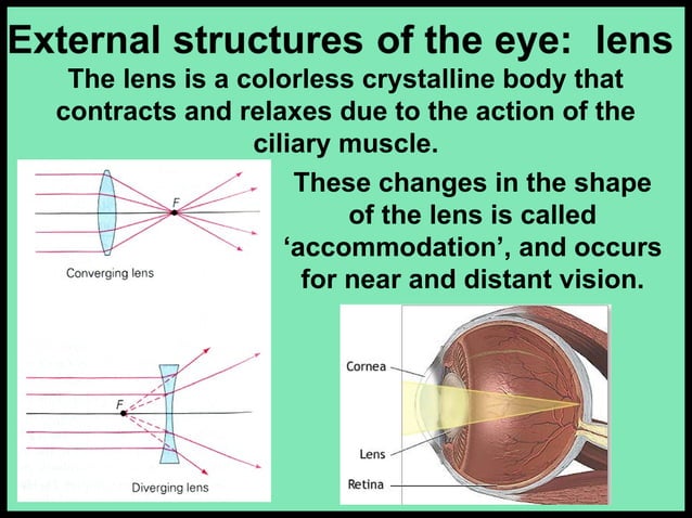 DETAILED ANATOMY OF EYES AND EARS WITH IMAGES | PPT