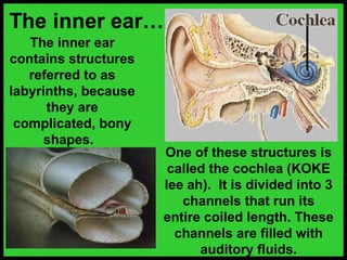 DETAILED ANATOMY OF EYES AND EARS WITH IMAGES | PPT