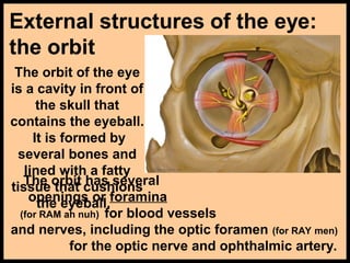 DETAILED ANATOMY OF EYES AND EARS WITH IMAGES | PPT