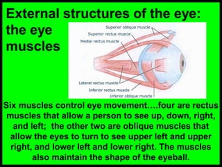 DETAILED ANATOMY OF EYES AND EARS WITH IMAGES | PPT