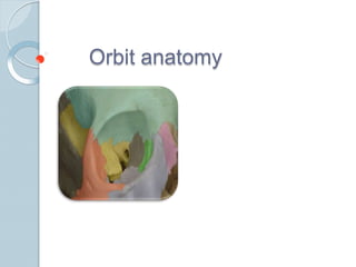 DETAILED ANATOMY OF ORBIT WITH ITS SURROUNDINGS | PPTX
