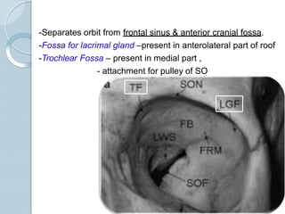 DETAILED ANATOMY OF ORBIT WITH ITS SURROUNDINGS | PPT