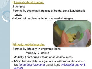 DETAILED ANATOMY OF ORBIT WITH ITS SURROUNDINGS | PPTX