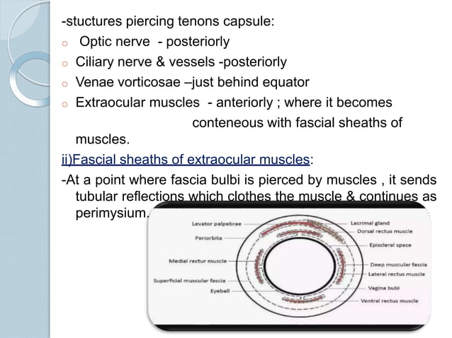 DETAILED ANATOMY OF ORBIT WITH ITS SURROUNDINGS | PPT