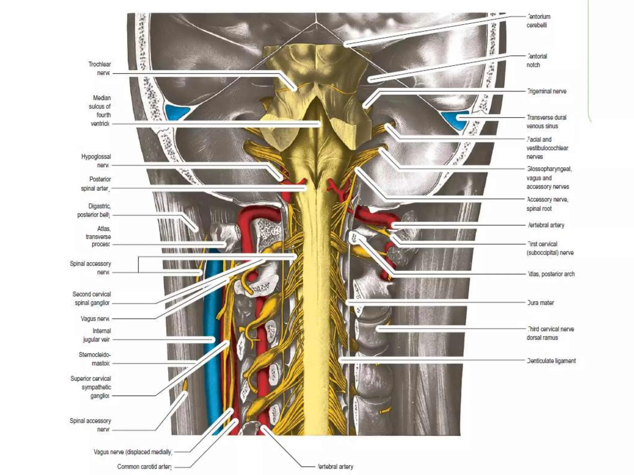 DETAILED ANATOMY OF THE MEDULLA | PPTX